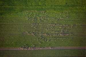 Animal Paths | The Expanded Environment